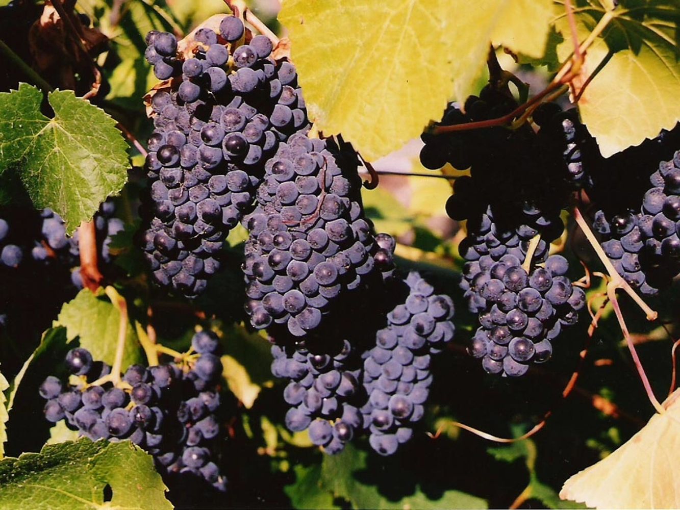 Delriospringsvineyard