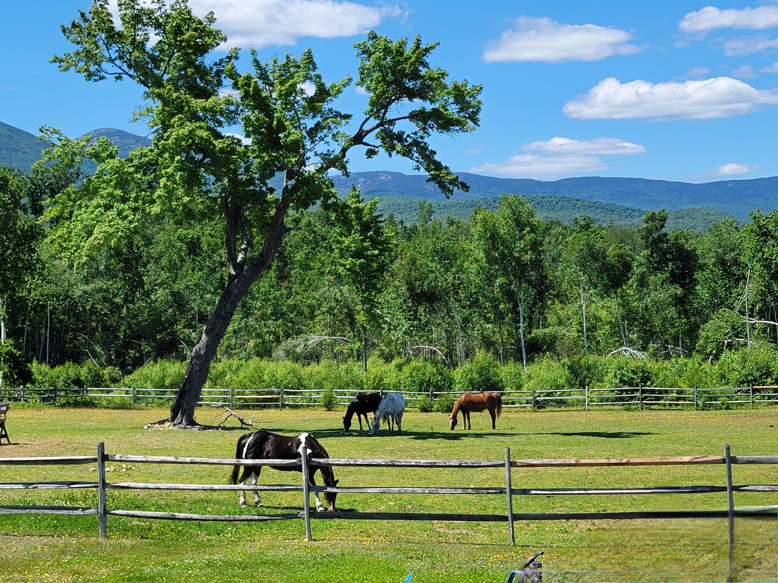 Kritter Ridge Equine Sanctuary