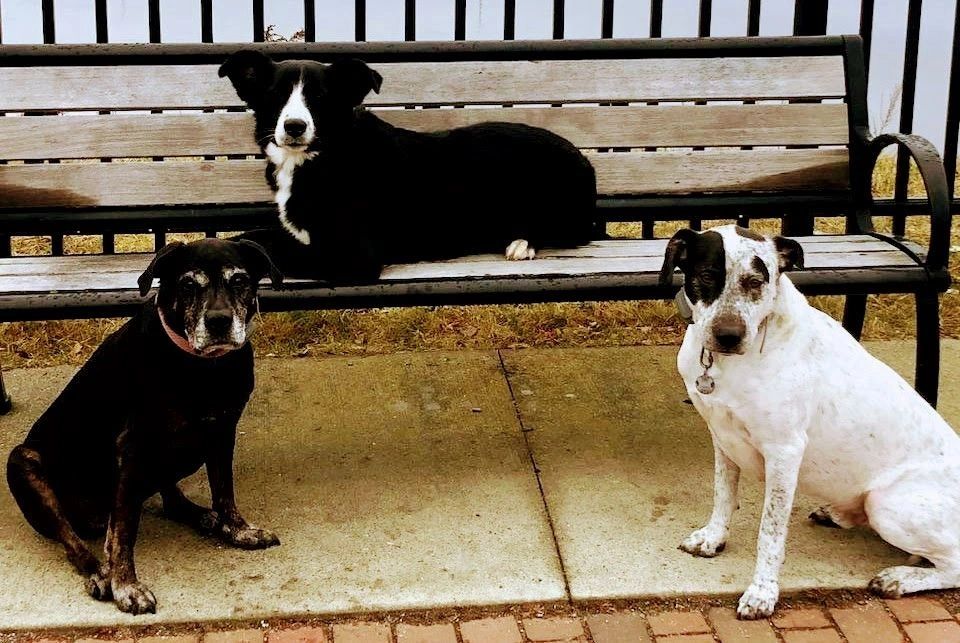 Wight Birch Farms and Kennels