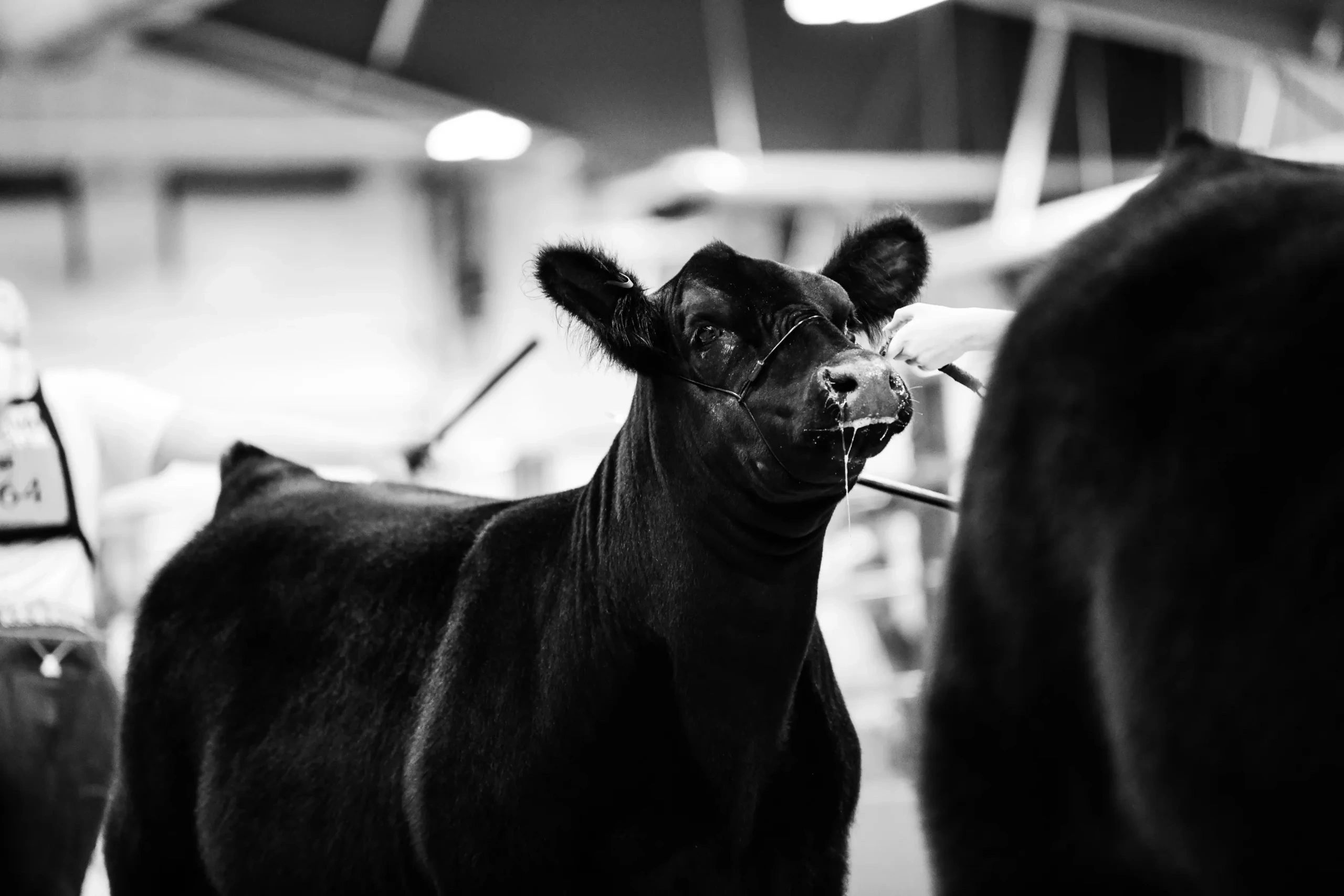 Phantom Halter - Cable Halter, Cable Halter, Agriculture, Show Halter