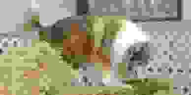 Coach Karli Dog Training