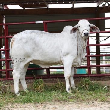 Eastern Brahman Breeders Association - American Brahman, Cattle