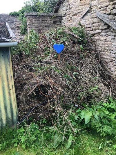 BLUE Campaign - Rewilding, Gardens | BLUE Campaign