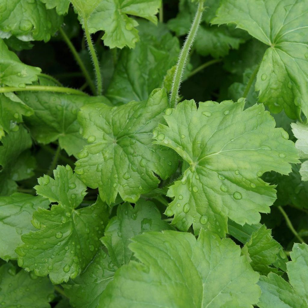 Prairie Alumroot (Heuchera richardsonii)