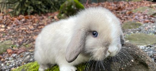 Bunnies by Emma & Ellie - Rabbitry, Mini Lop, Mini Plush Lop, Holland ...