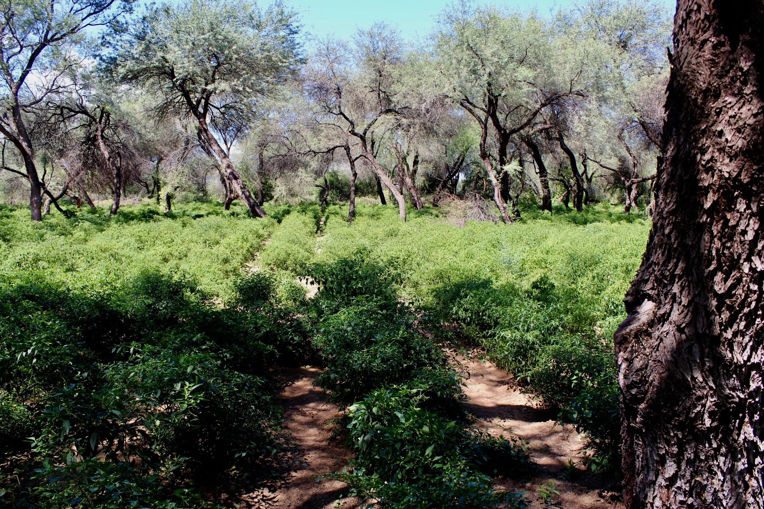 Chilttepica Products - Chiltepin Peppers