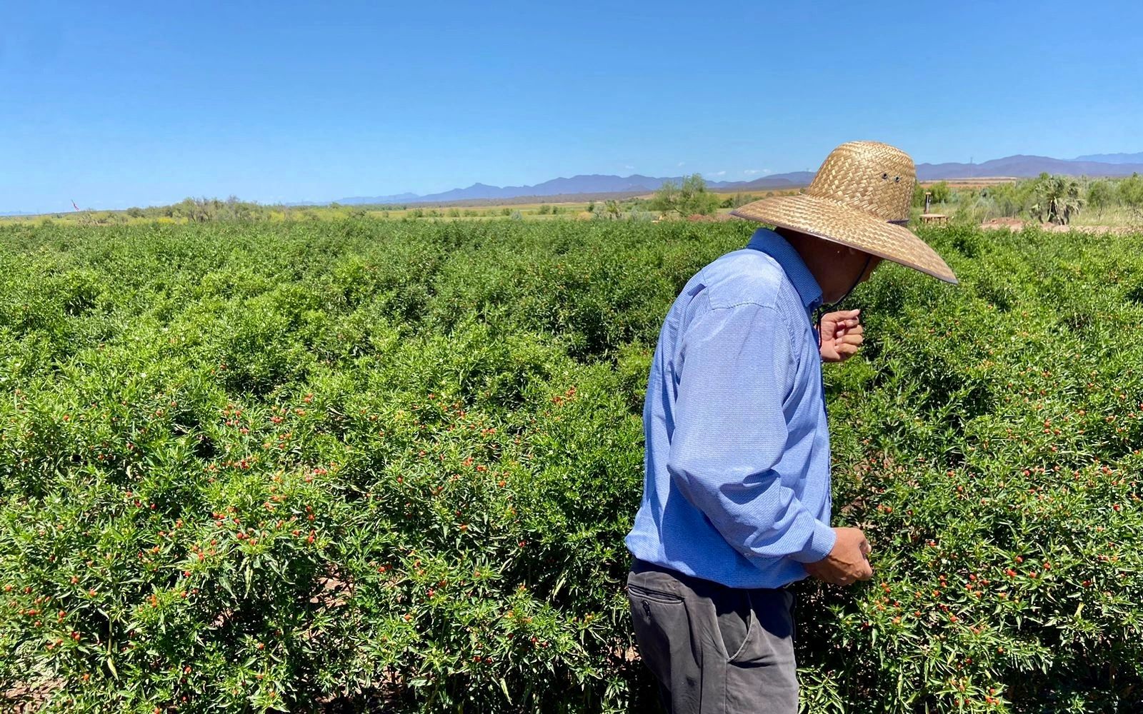 Chilttepica Products - Chiltepin Peppers