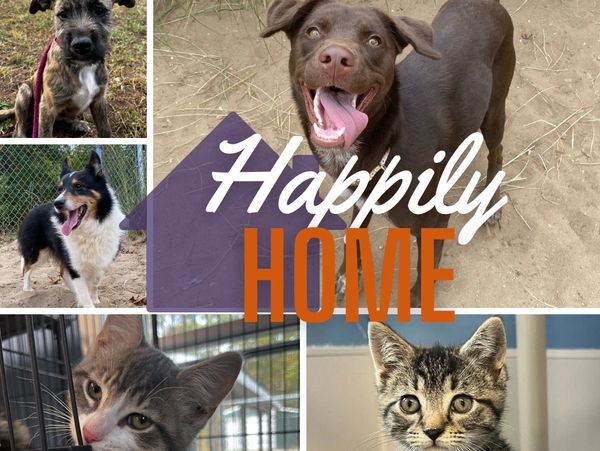 Animal Shelter - Homeward Bound Animal Shelter