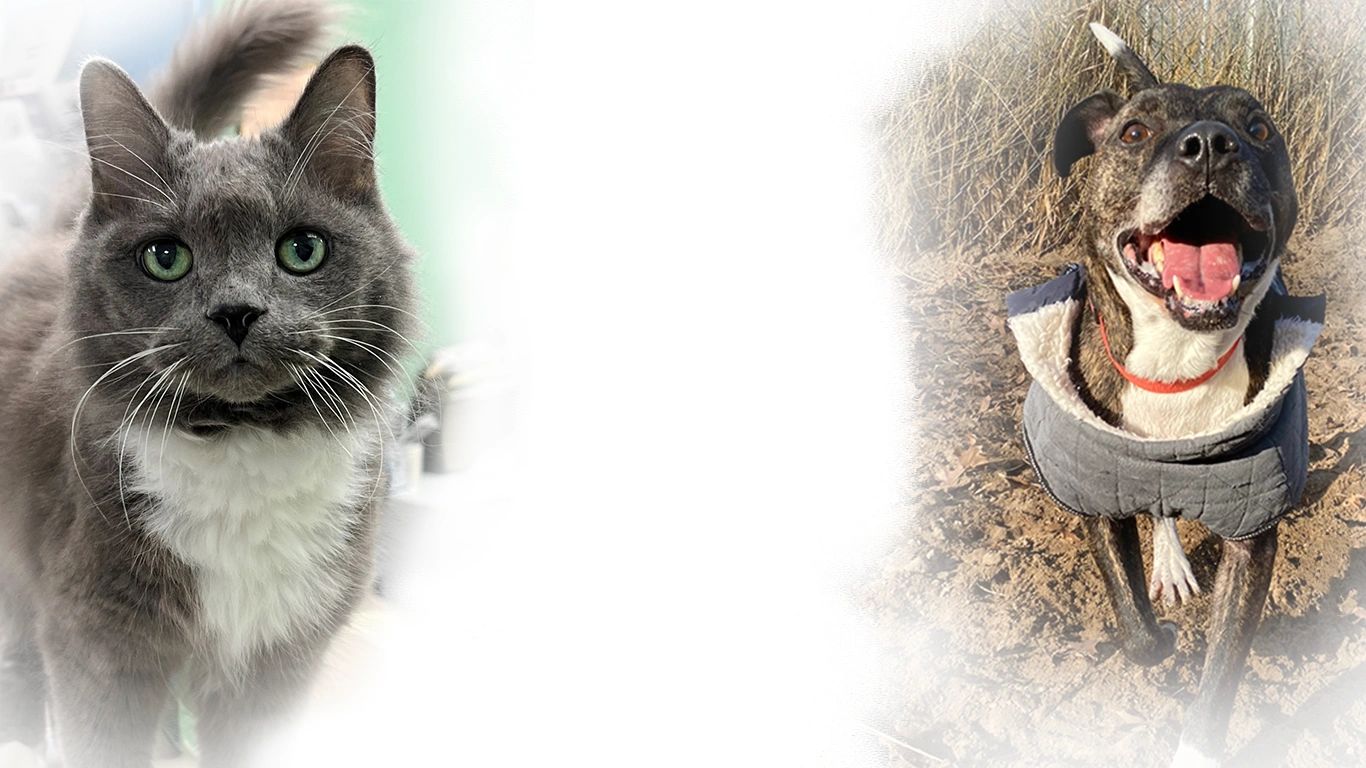 Animal Shelter - Homeward Bound Animal Shelter