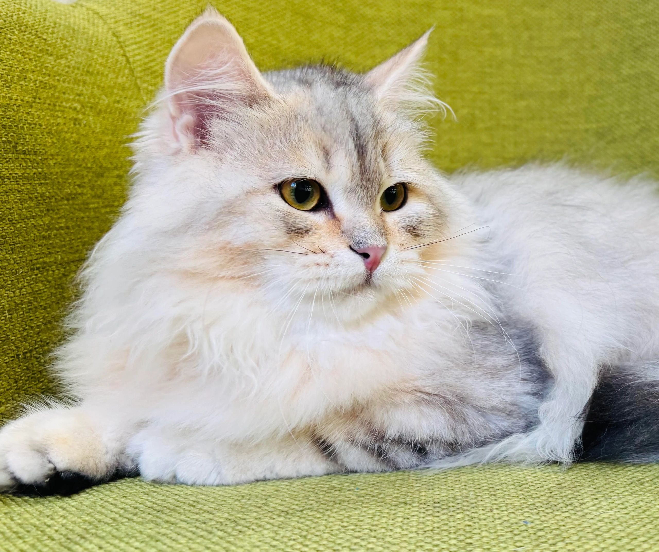 Siberian Cats