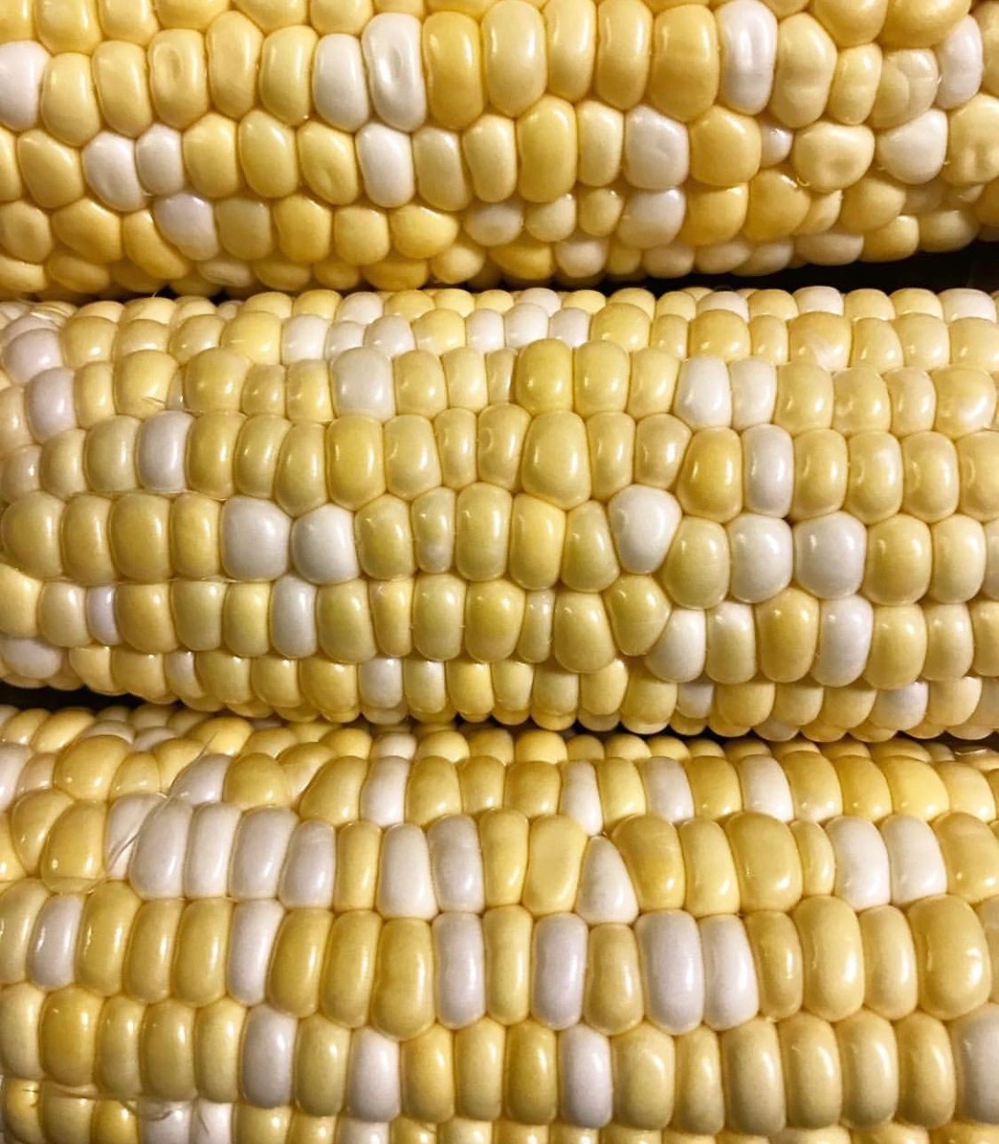 Growing Corn in the Pacific Northwest