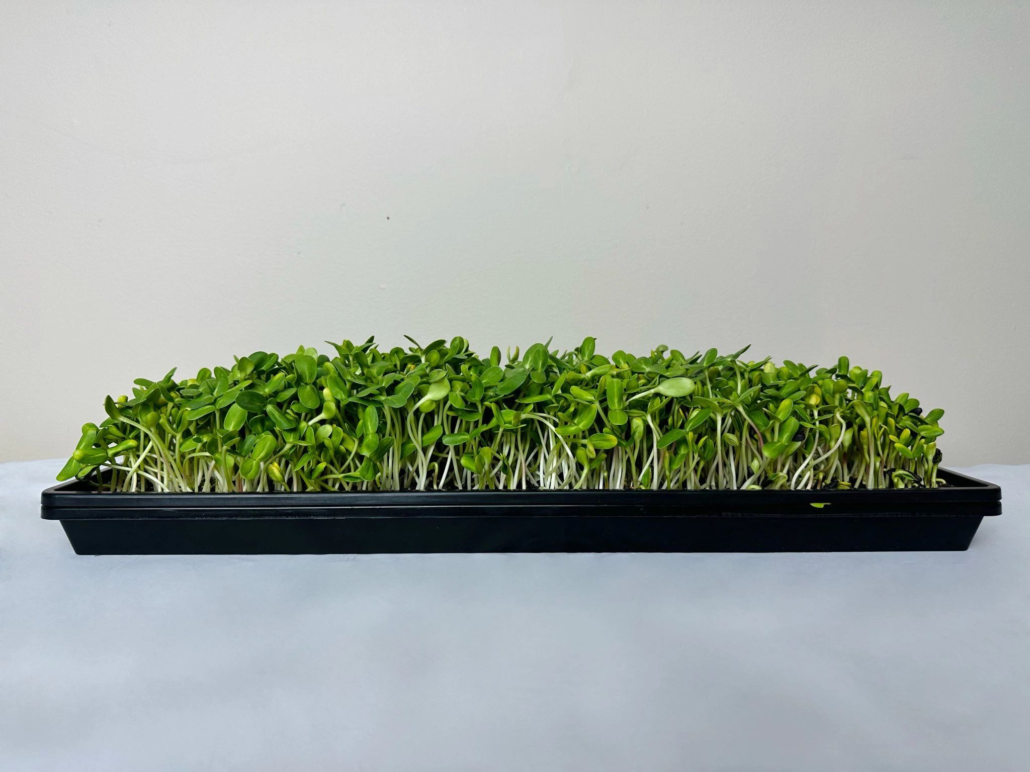 Ggreens - Organic Microgreens, Healthy Greens