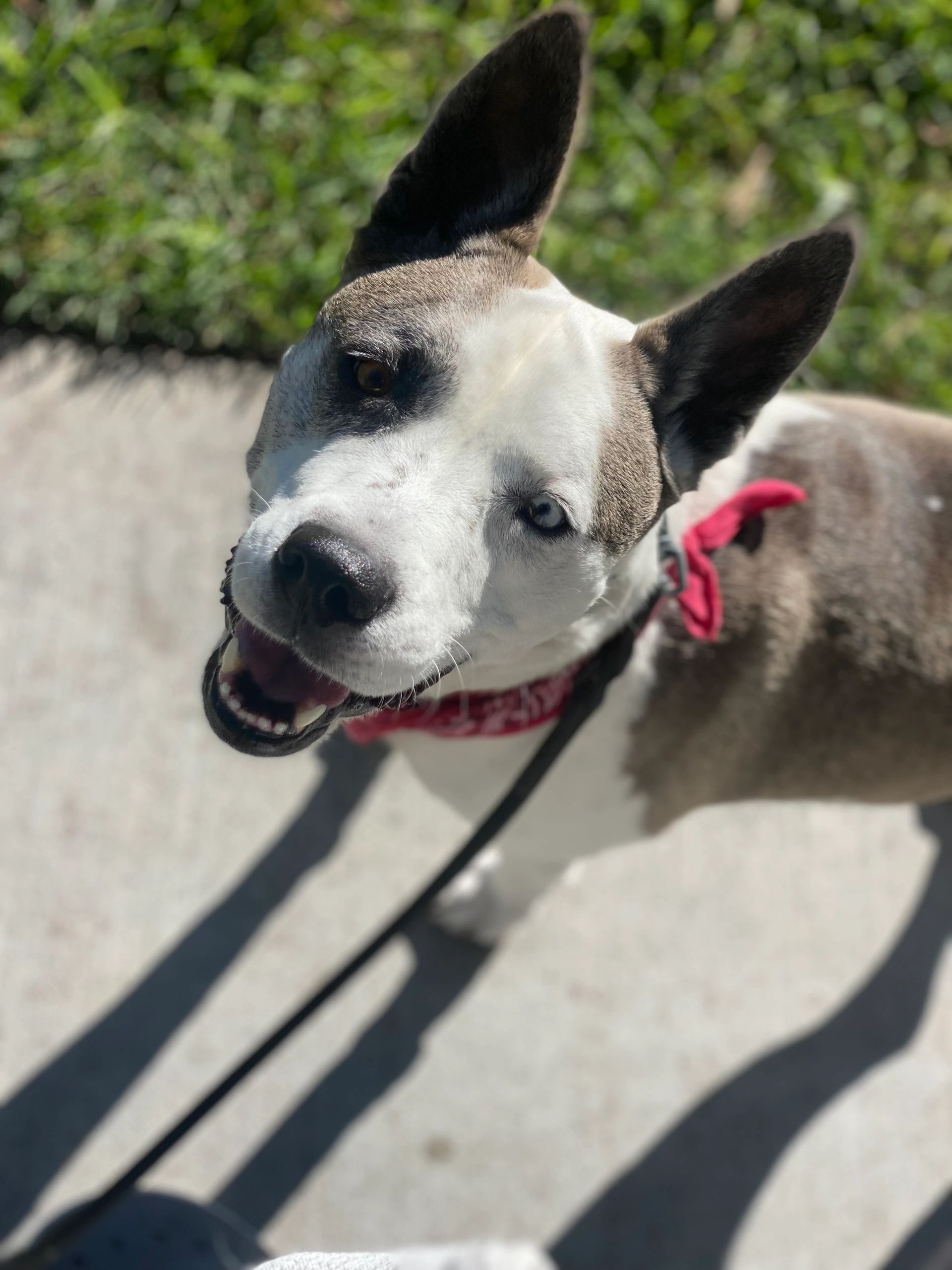 Professional Dog Training Services