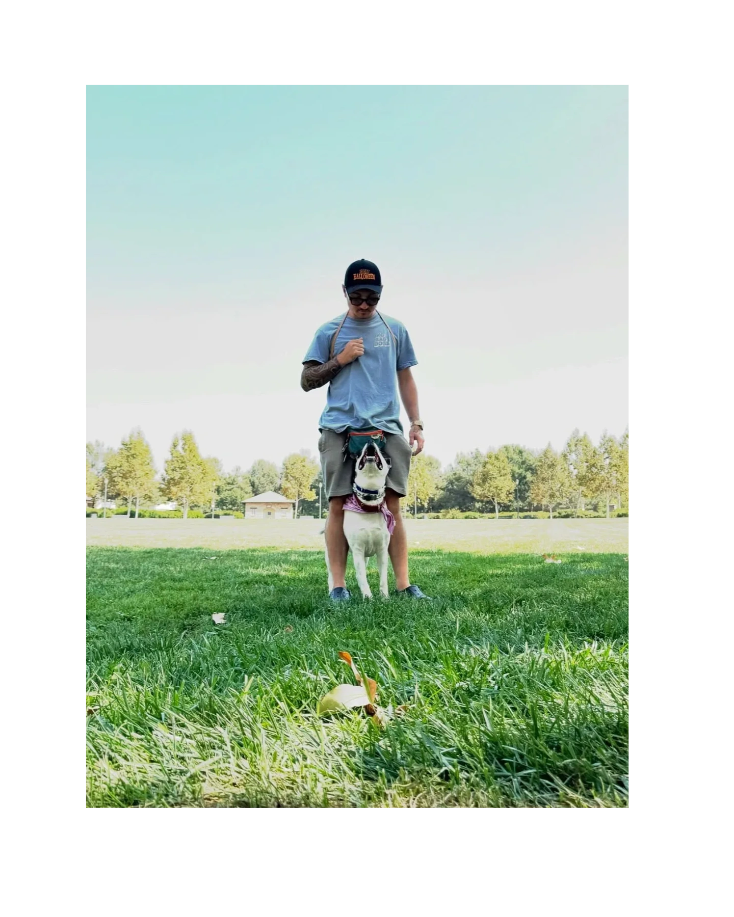 Professional Dog Training Services
