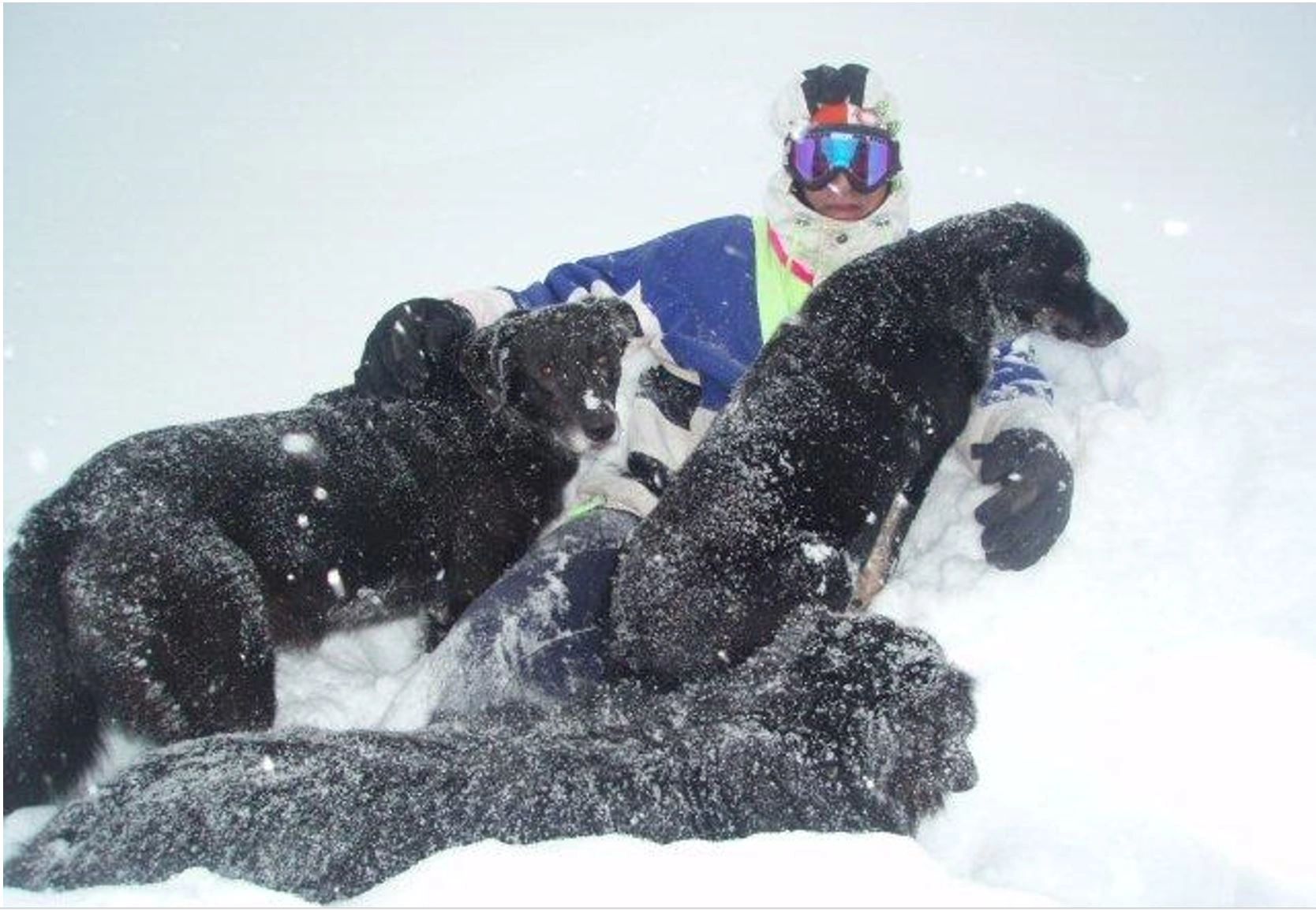 The Last Road Dog Sanctuary