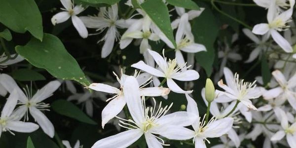 Maple Ridge Garden Center and Nursery - Landscape, Garden