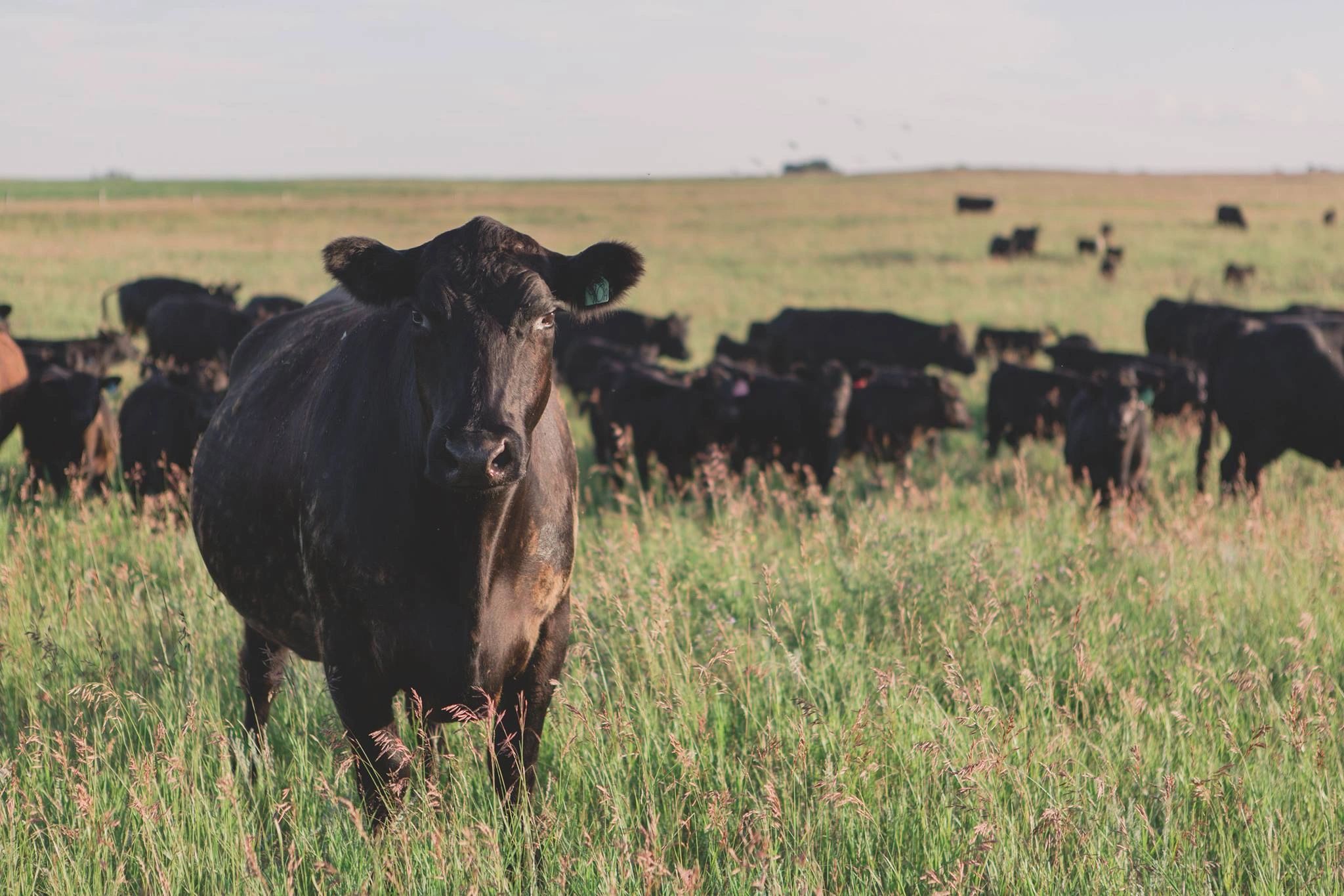 Flaghill Ranch - Beef, Grass Fed, Local Food, Angus Beef