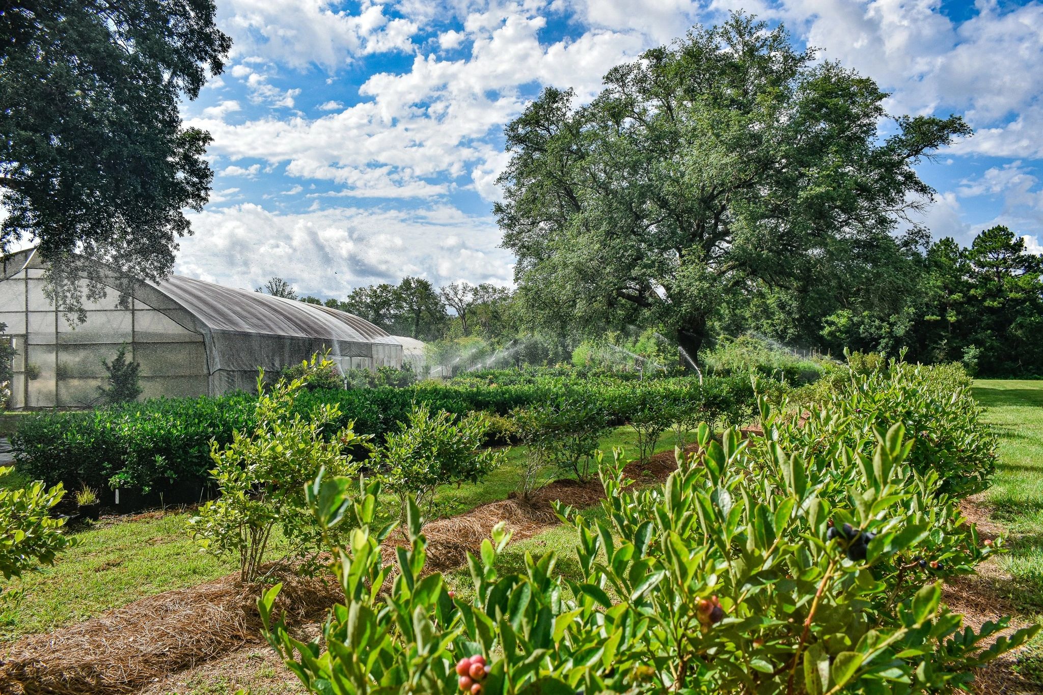 Pinelands Tree Farm and Wholesale