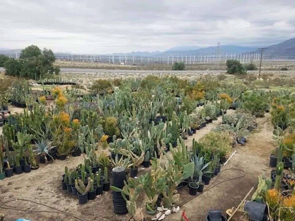 Buy Large Cactus Plants | Silver Dollar Cactus Nursery