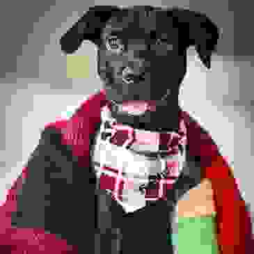 AnimalLuvrs Dream Rescue