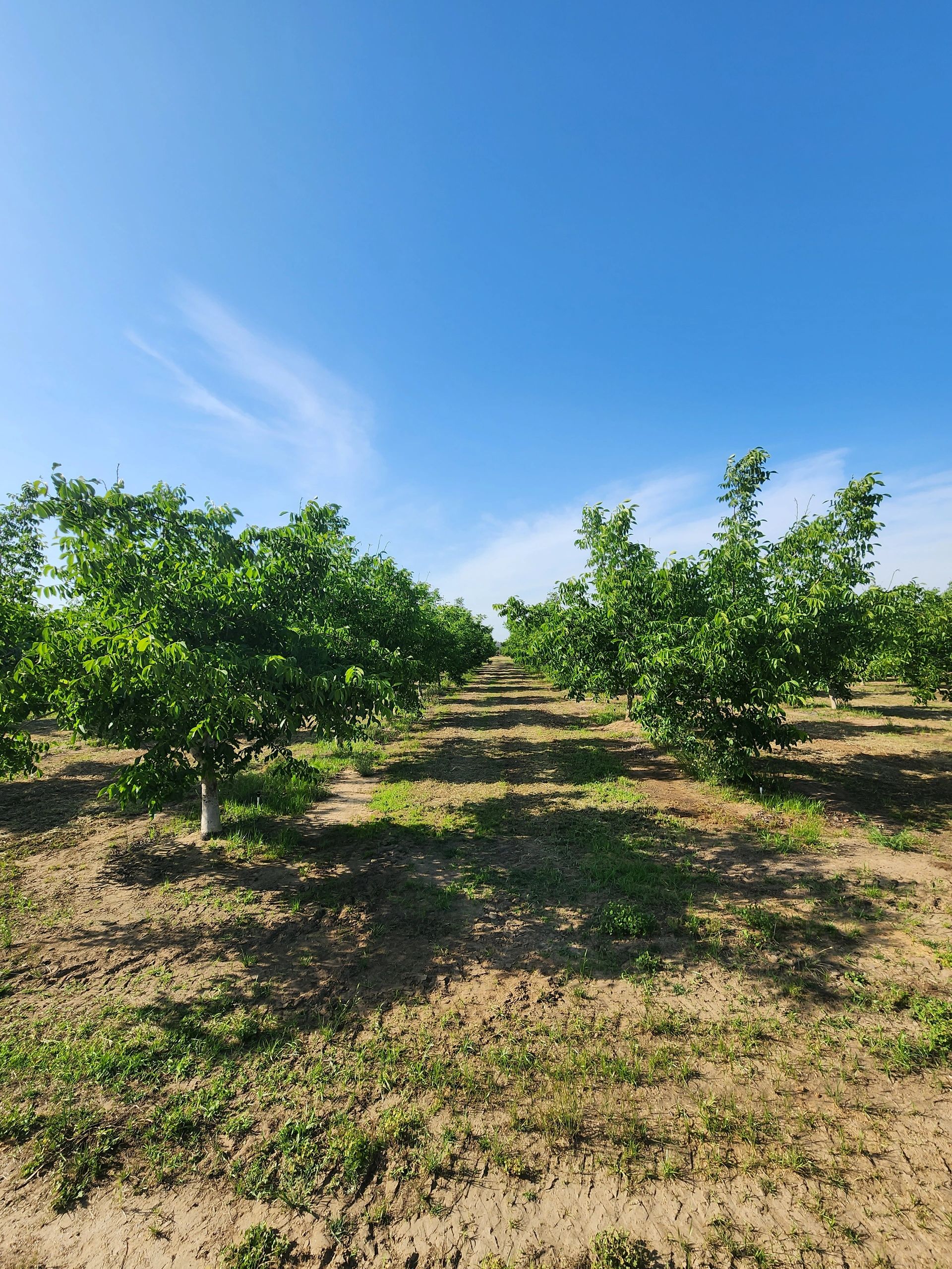 Mas Fiesta Farms