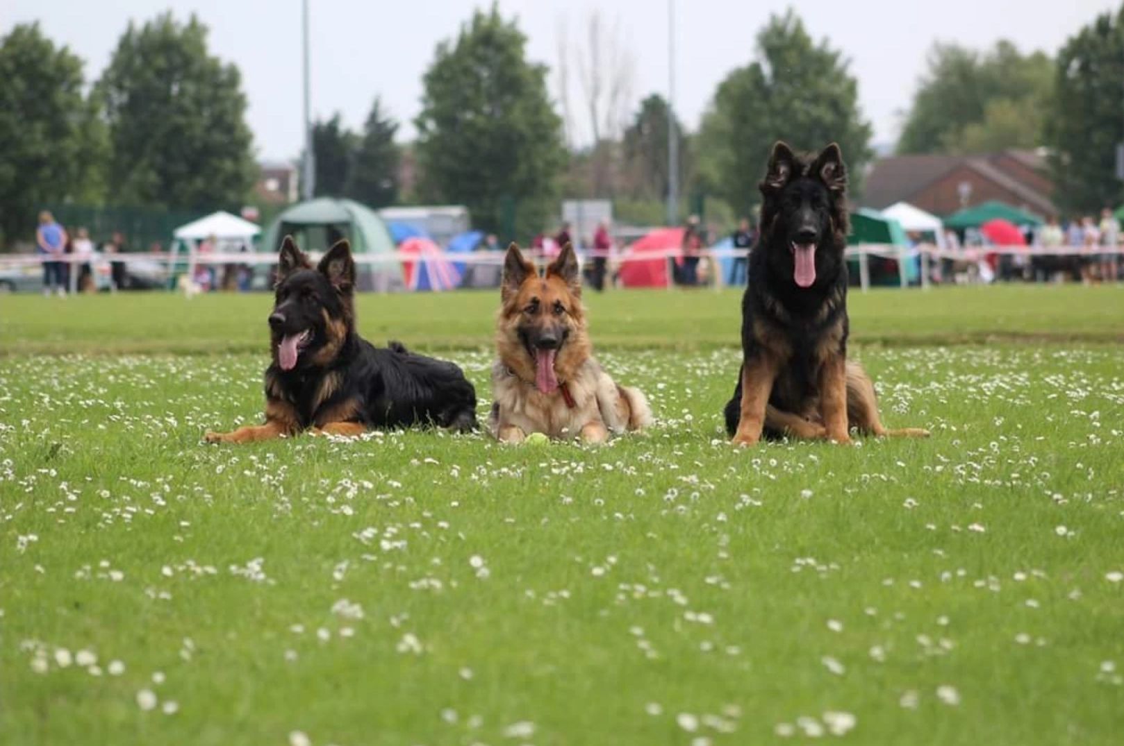 German Shepherd Stud - German Shepherd Stud Dog