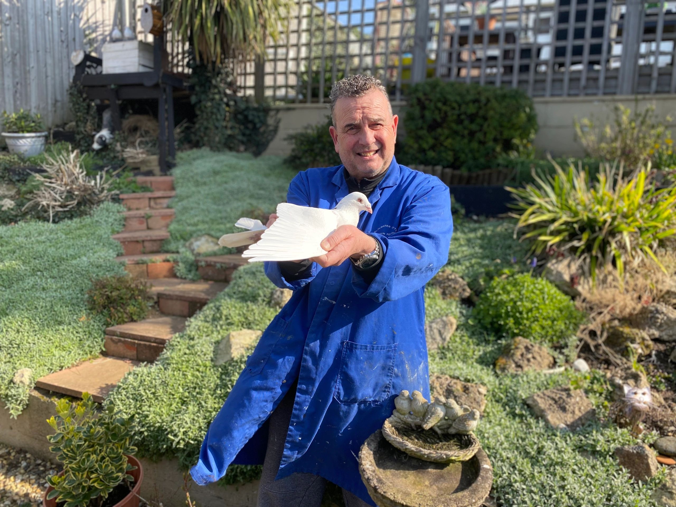 Birds for Sale | Warren Foster Pigeons