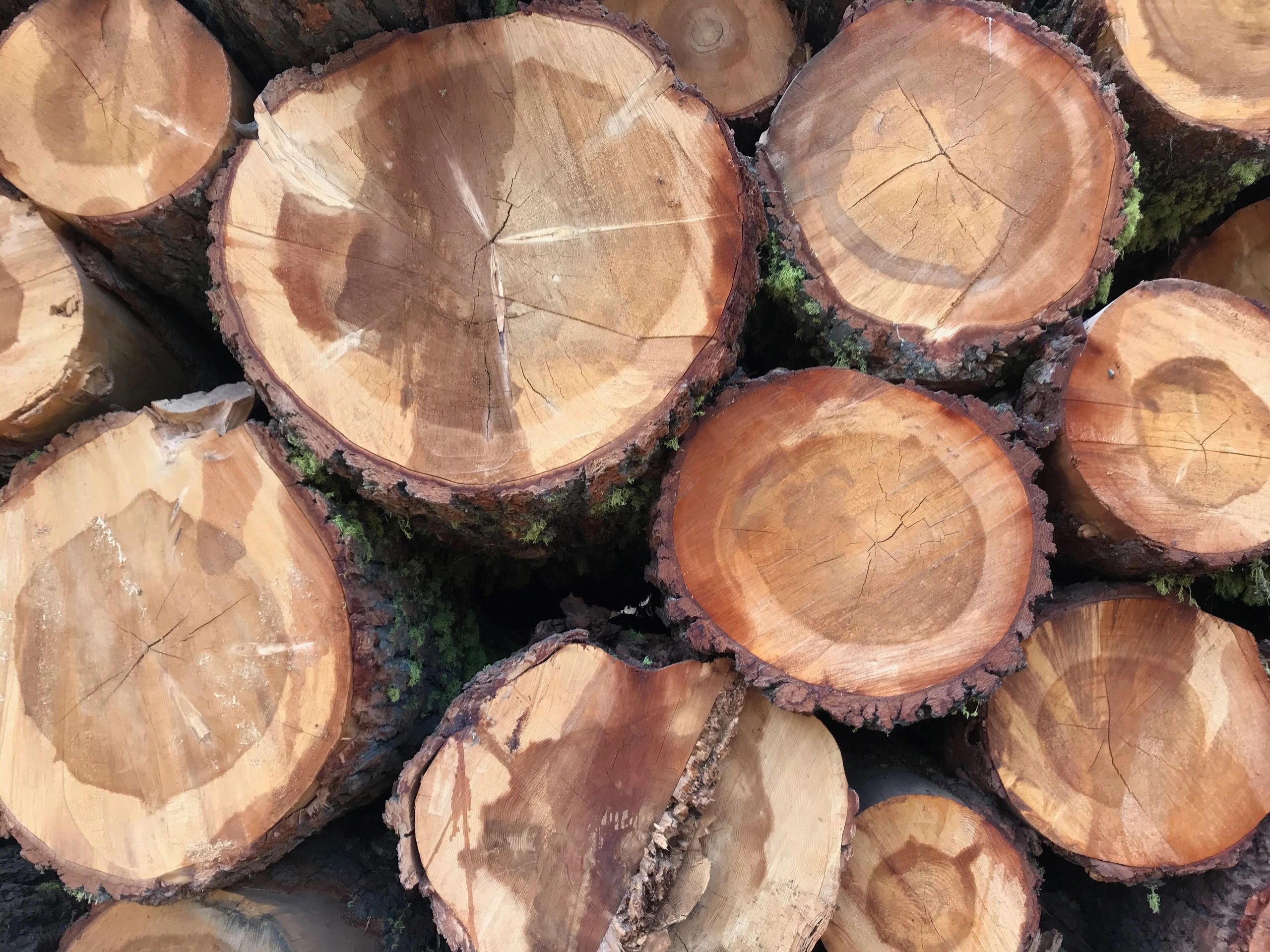 Alpenglow Timber