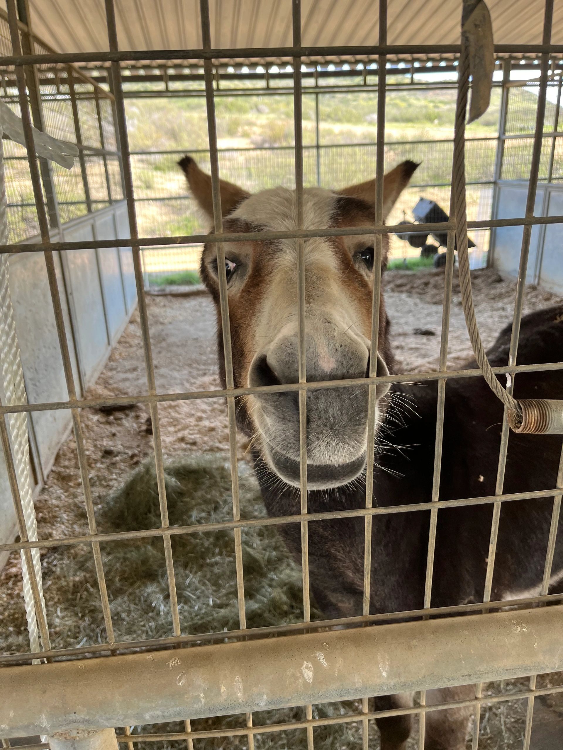 Martin Ranch Animals - Contact