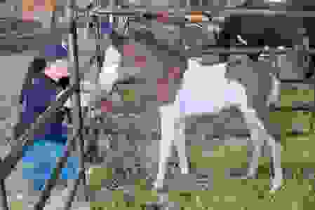 Mares | Prairie Hill Morgans