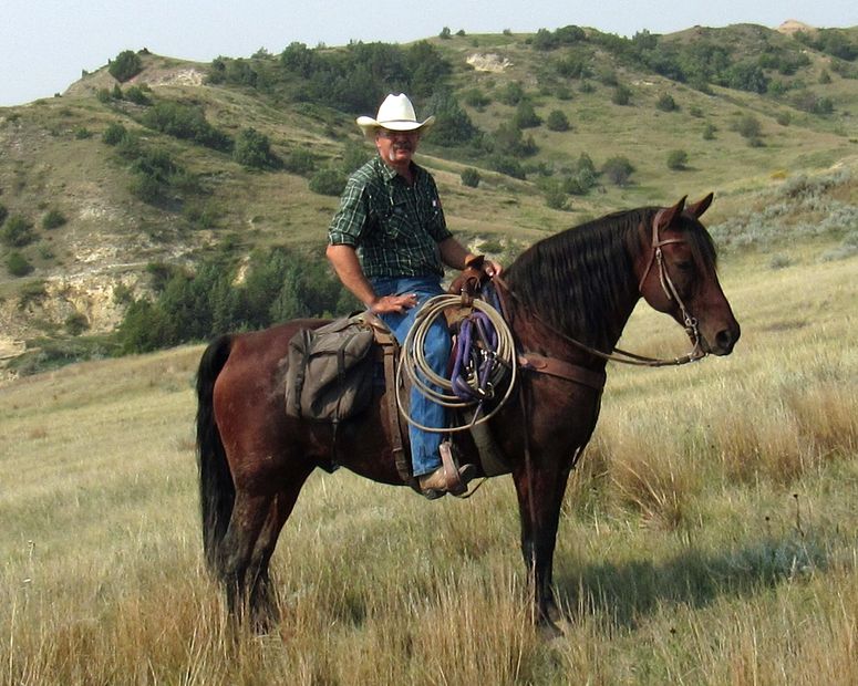 Geldings | Prairie Hill Morgans