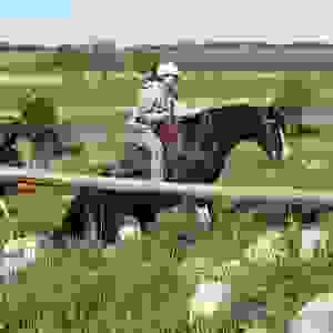 Mares | Prairie Hill Morgans