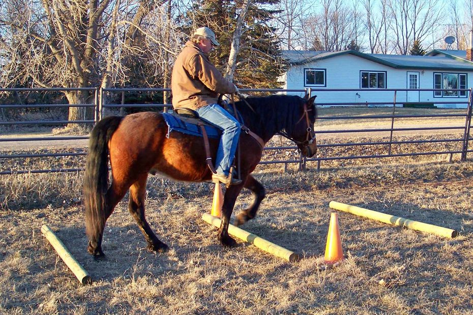 Geldings | Prairie Hill Morgans