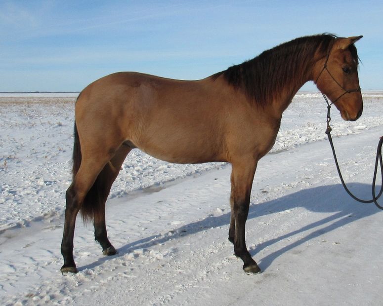 Stallions | Prairie Hill Morgans