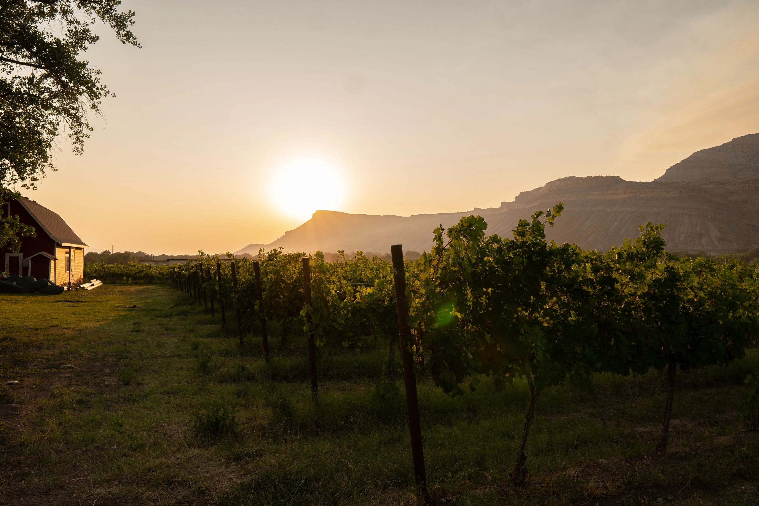 The Red Barn Vineyard