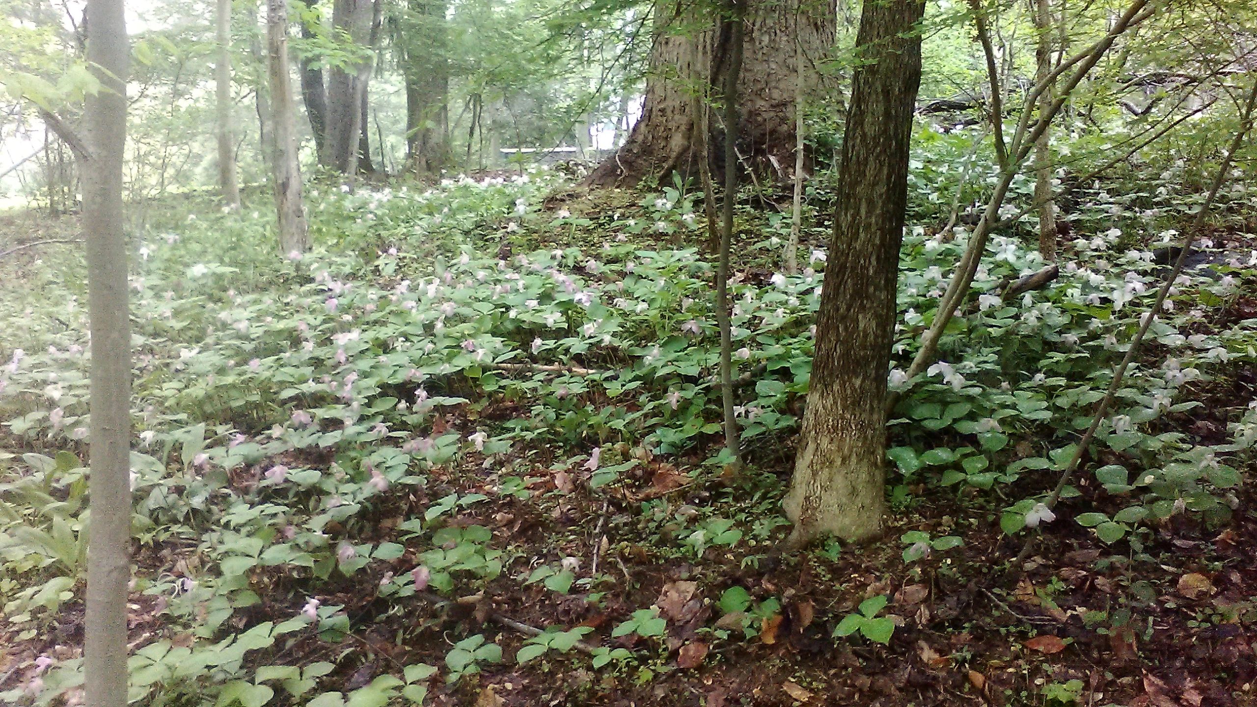 Red Tail Restoration & Land Management, LLC - Home