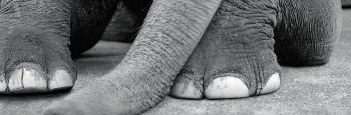 The Elephant in the Room: Overload Syndrome