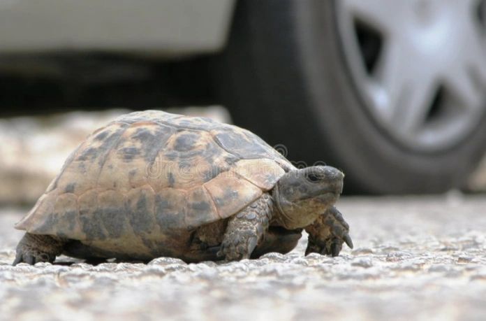 Turtle Rescue Services