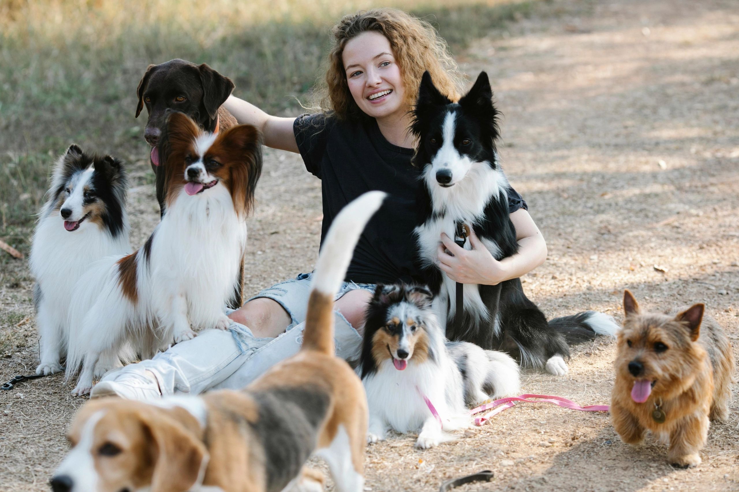 Homeward Bound Pet Travel: Expert Pet Travel Specialists | Safe ...