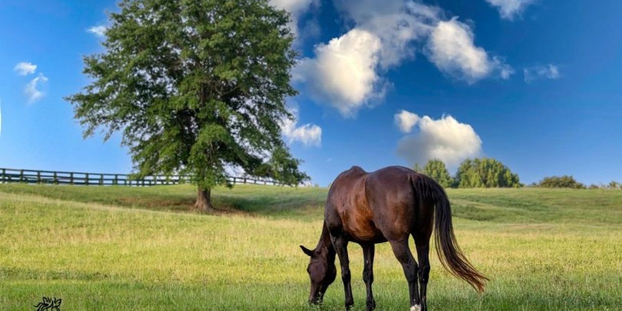 Aiken Equine Rescue - Aiken Equine Rescue, Horse Rescue