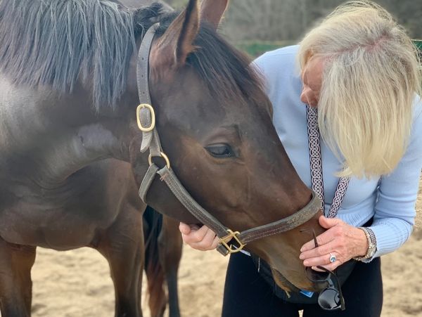 Aiken Equine Rescue - Aiken Equine Rescue, Horse Rescue