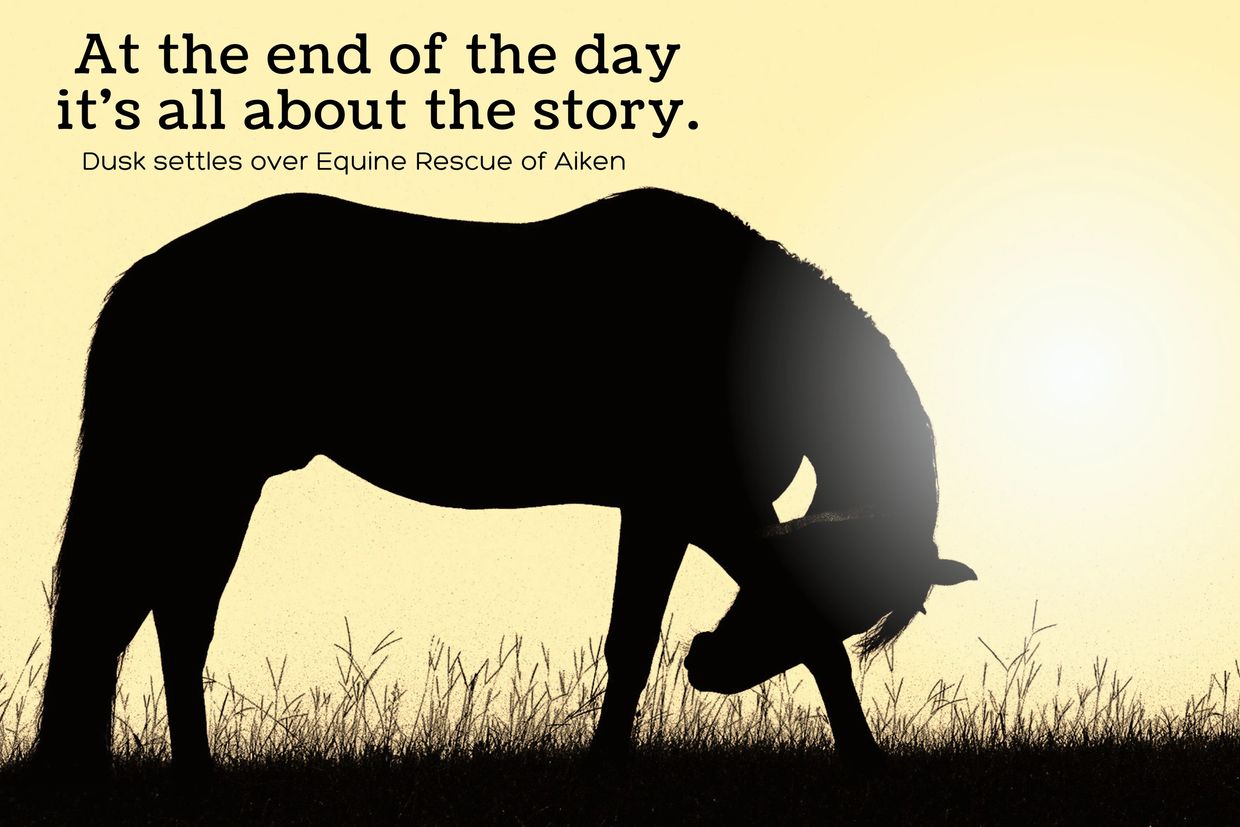 Aiken Equine Rescue - Aiken Equine Rescue, Horse Rescue