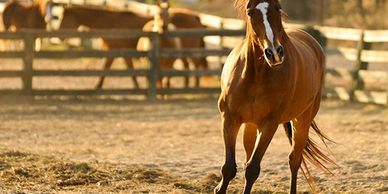 ADOPT | Aiken Equine Rescue