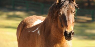 ADOPT | Aiken Equine Rescue