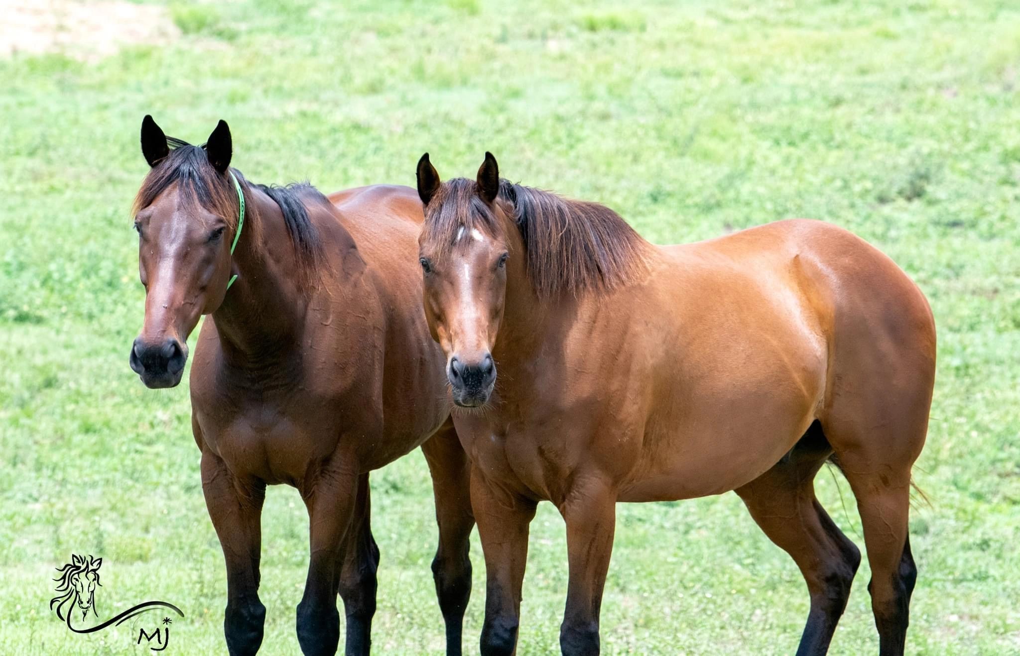 Aiken Equine Rescue - Aiken Equine Rescue, Horse Rescue