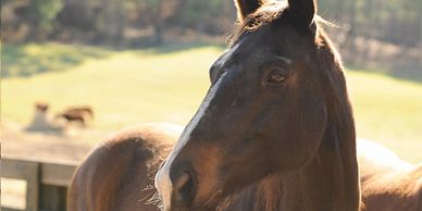 ADOPT | Aiken Equine Rescue
