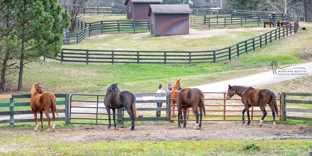 Aiken Equine Rescue - Aiken Equine Rescue, Horse Rescue