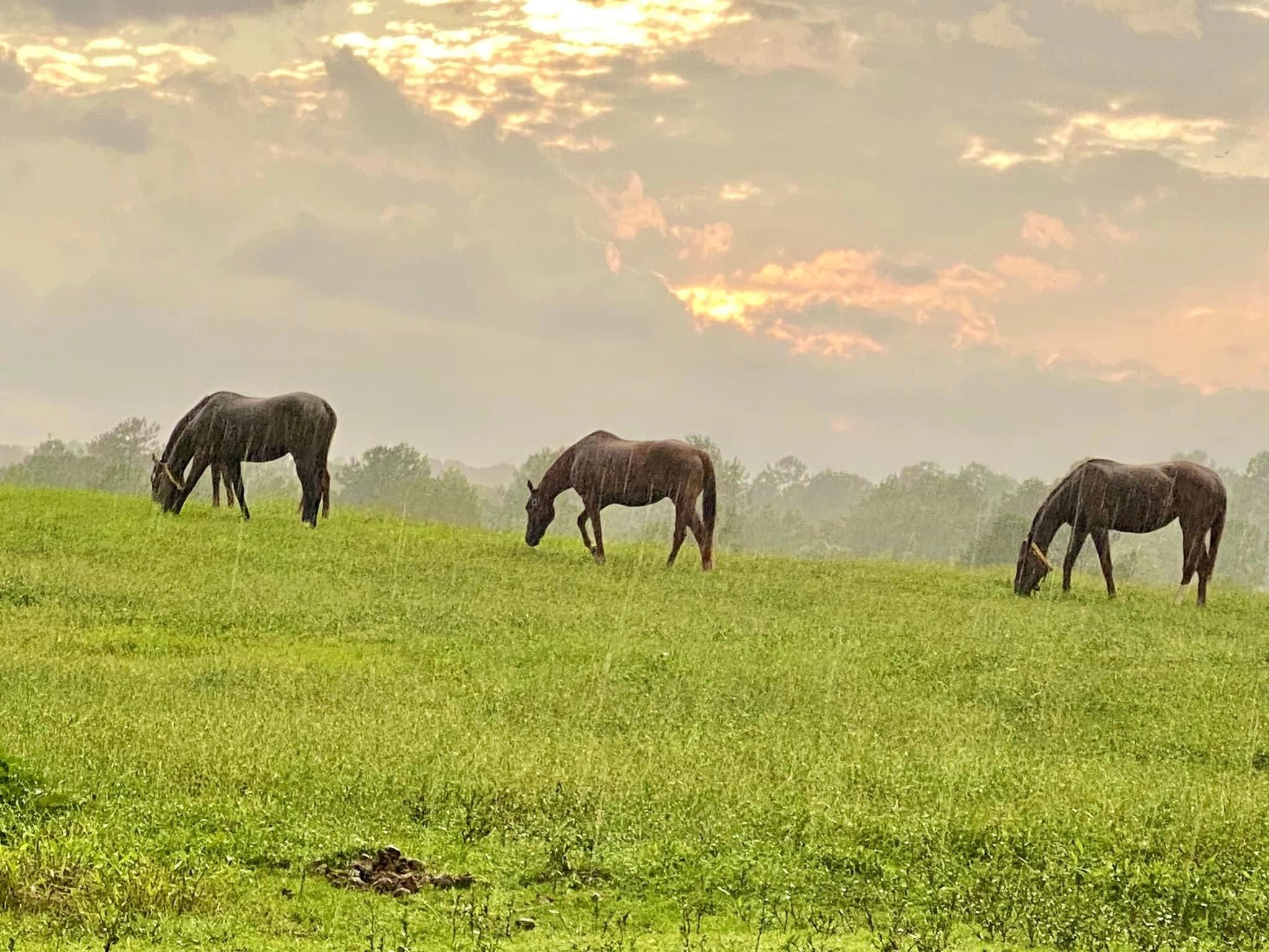 Aiken Equine Rescue - Aiken Equine Rescue, Horse Rescue