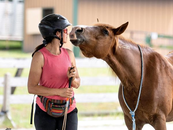 Aiken Equine Rescue - Aiken Equine Rescue, Horse Rescue