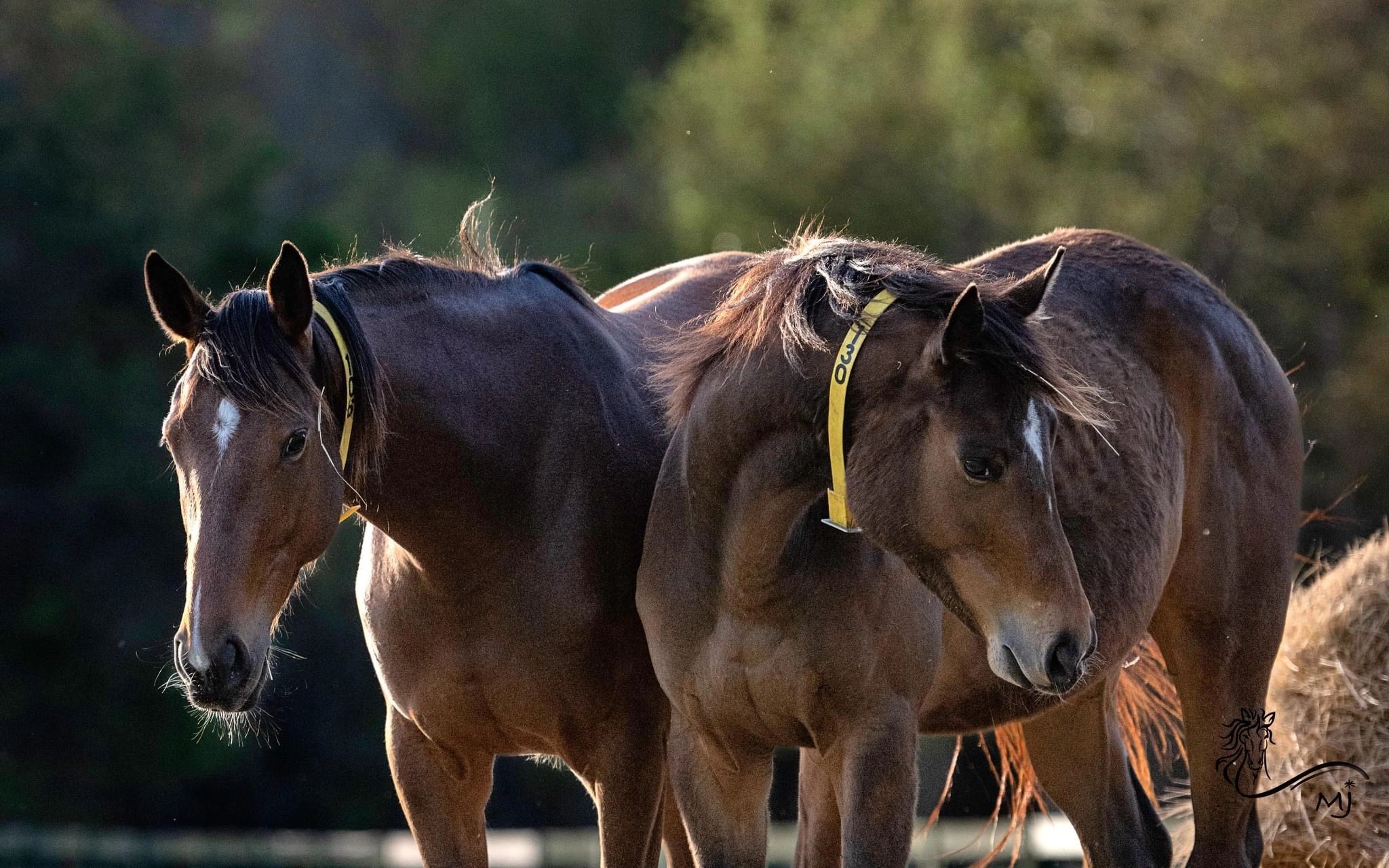 Home [aikenequinerescue.org]